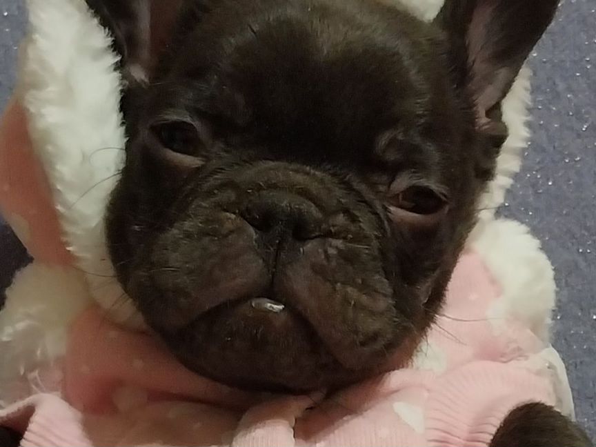 Мини шоколадки