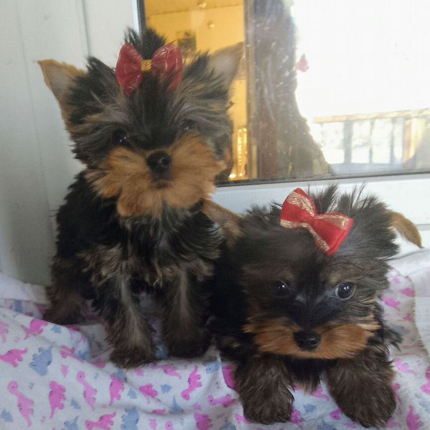 Йоркширский терьер, щенок