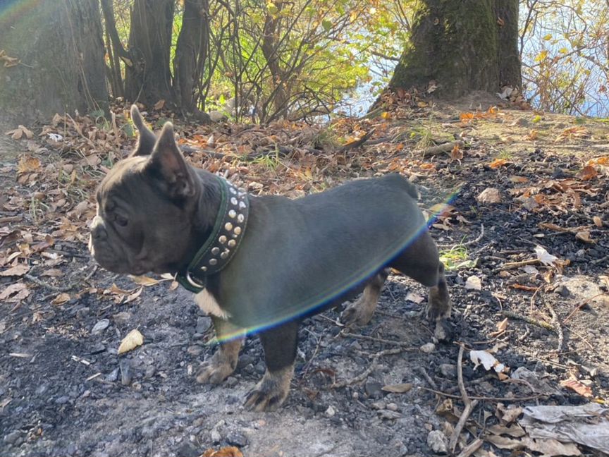 Французский бульдог голубой мини пацан