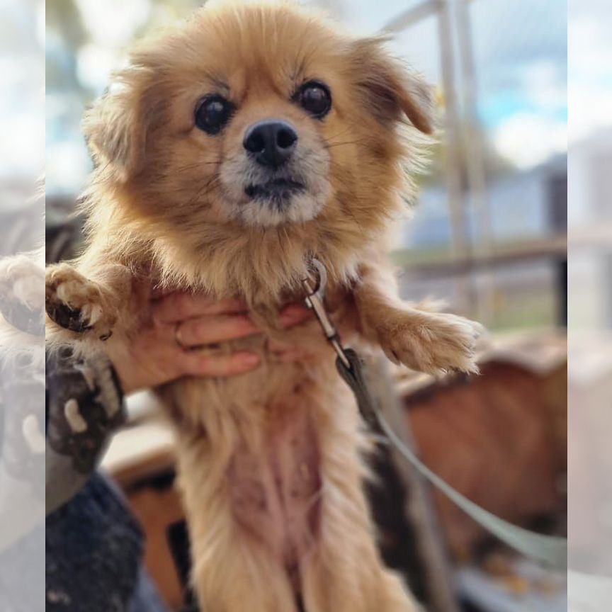 Взрослая собака в добрые руки