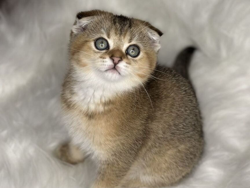 Шотландский вислоухий котенок