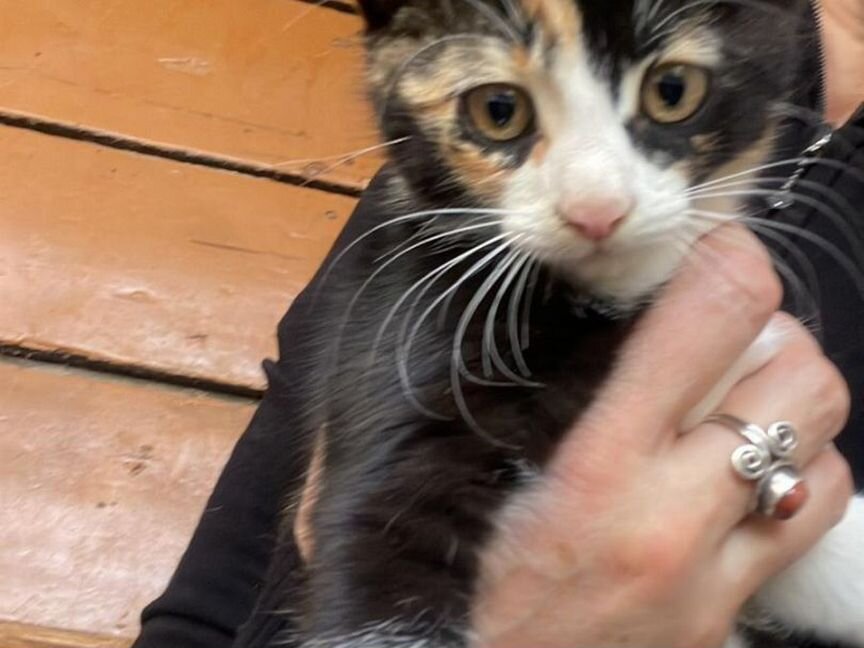 Кошечка 3 мес в приюте