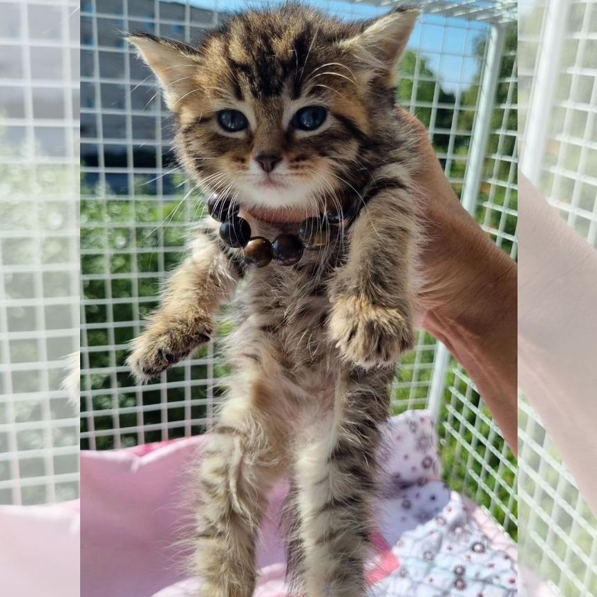 Капитошка котенок девочка 2 мес