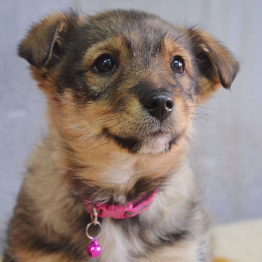 Щенок в добрые руки бесплатно