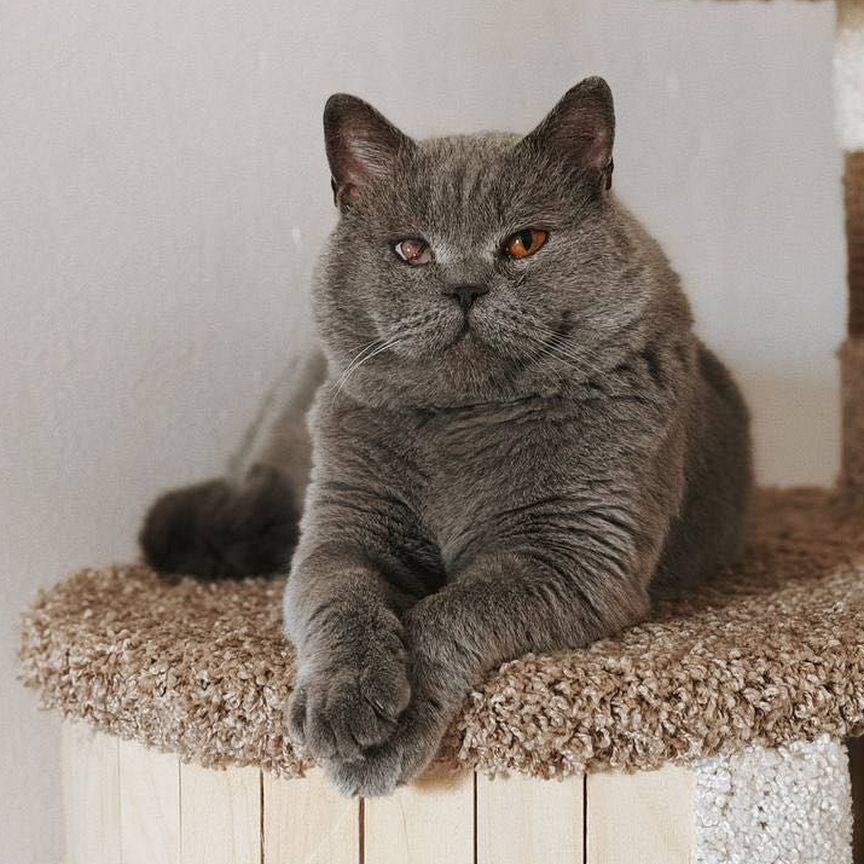 Британский короткошёрстный, взрослый кот