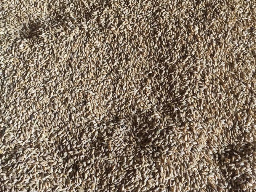 Ячмень семенной