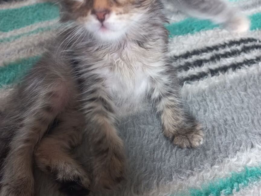 Котята