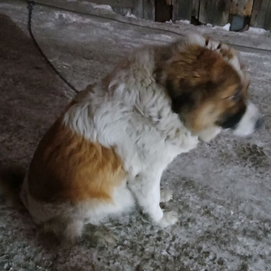 Московская сторожевая в добрые руки