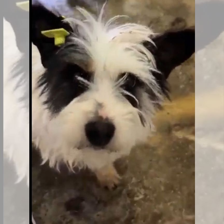 Взрослая собака в добрые руки