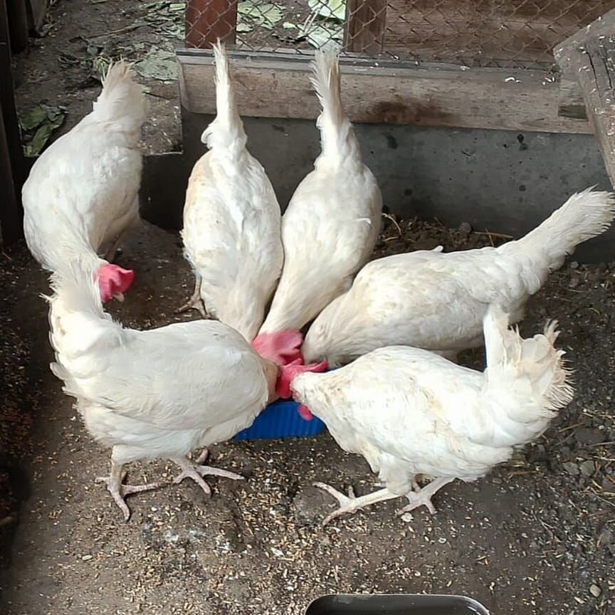 Продам курей-несушек