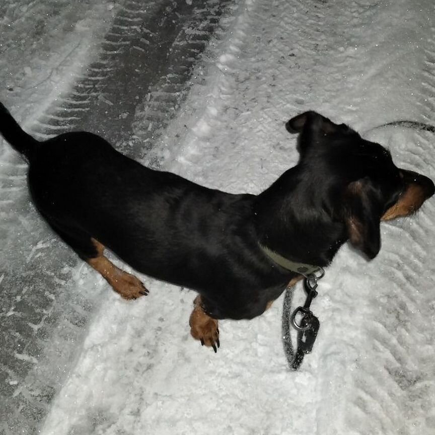 Такса, щенок