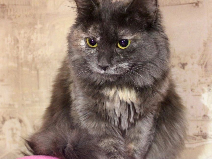 Ищу мамапап