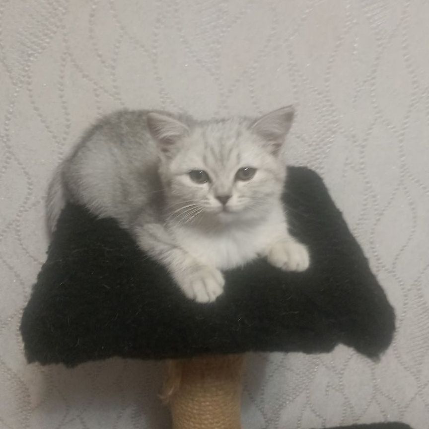 Британский короткошёрстный котёнок