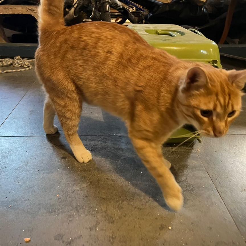 Пузырь в поисках семьи