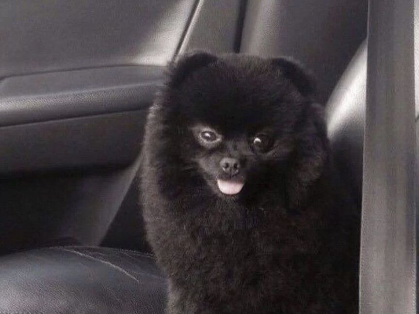 Шпиц вязка щенки