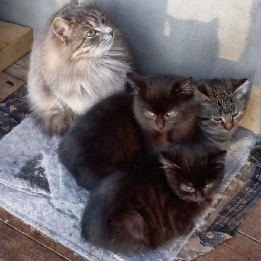 Котёнок в добрые руки