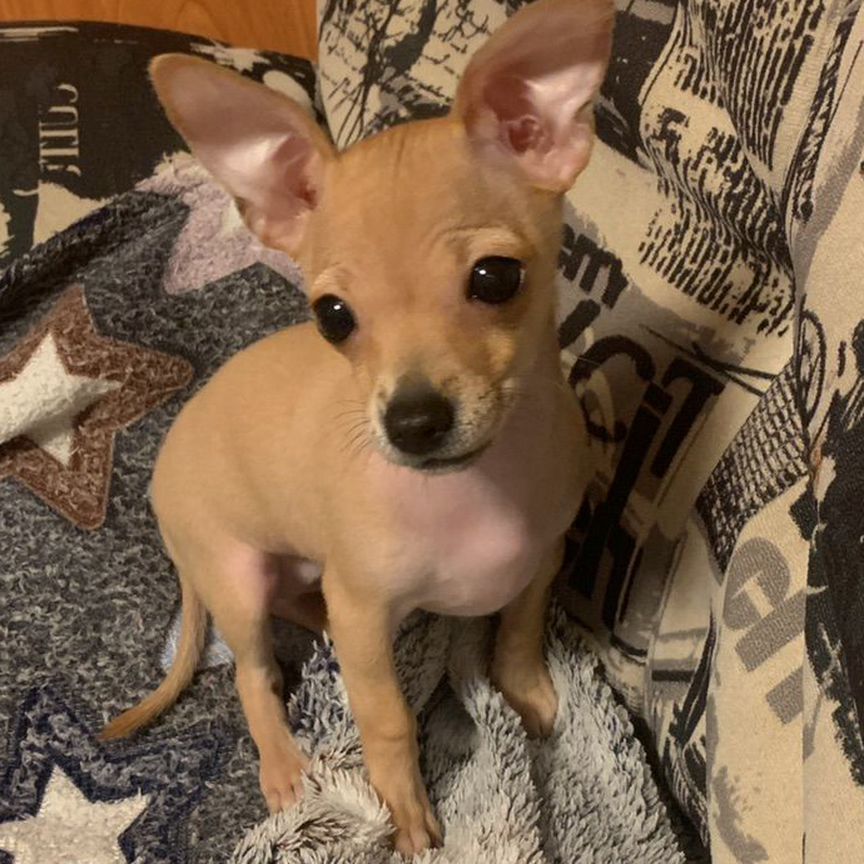 Русский той-терьер, щенок