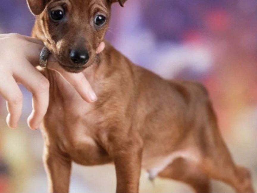 Щенки цвергпинчера