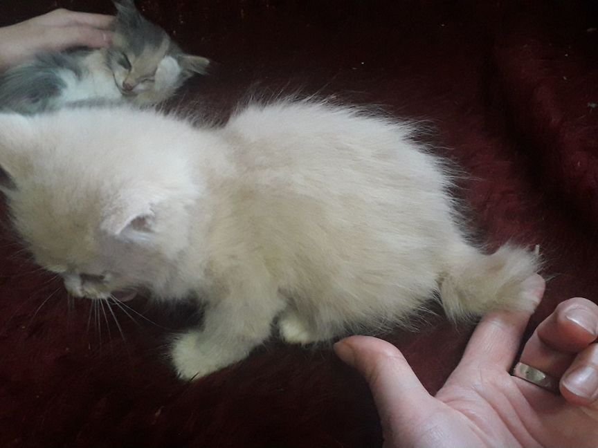 Отдам котят в добрые руки