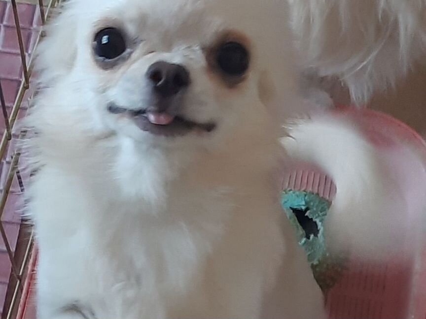 Чихуахуа подрощенный мальчик