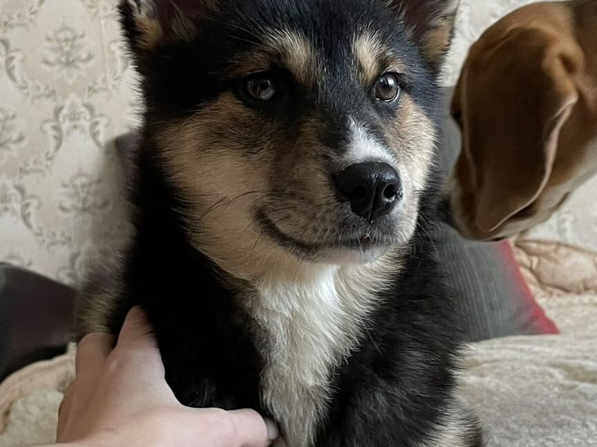 Щенок в добрые руки