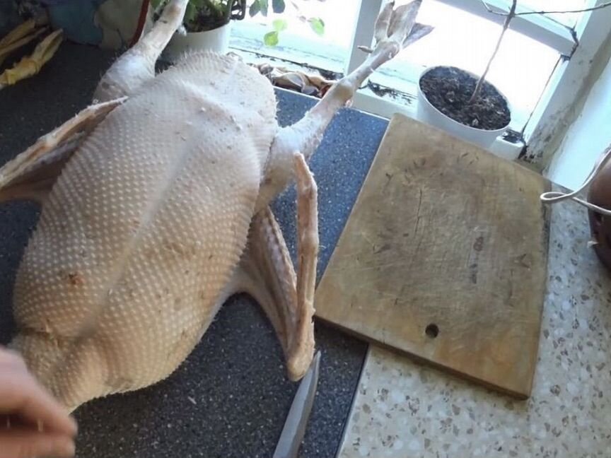Гусь домашний