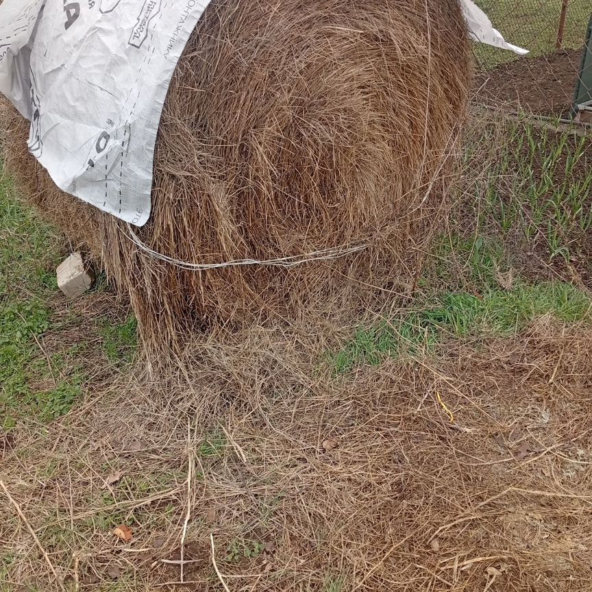 Продам сено в рулонах