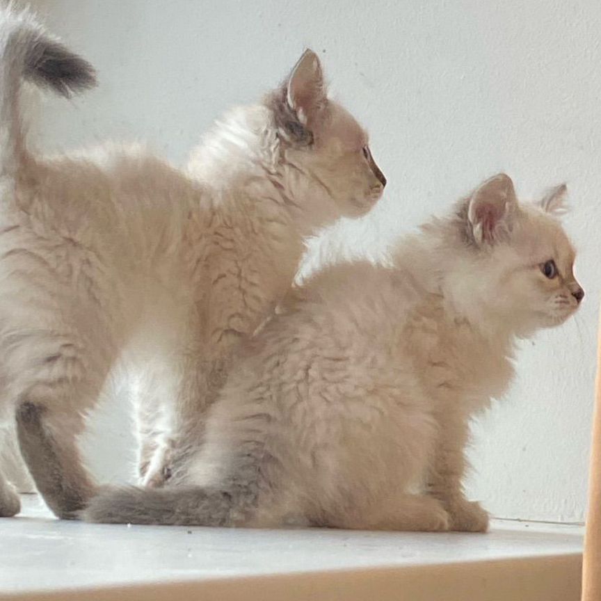 Котята Невской москарадной