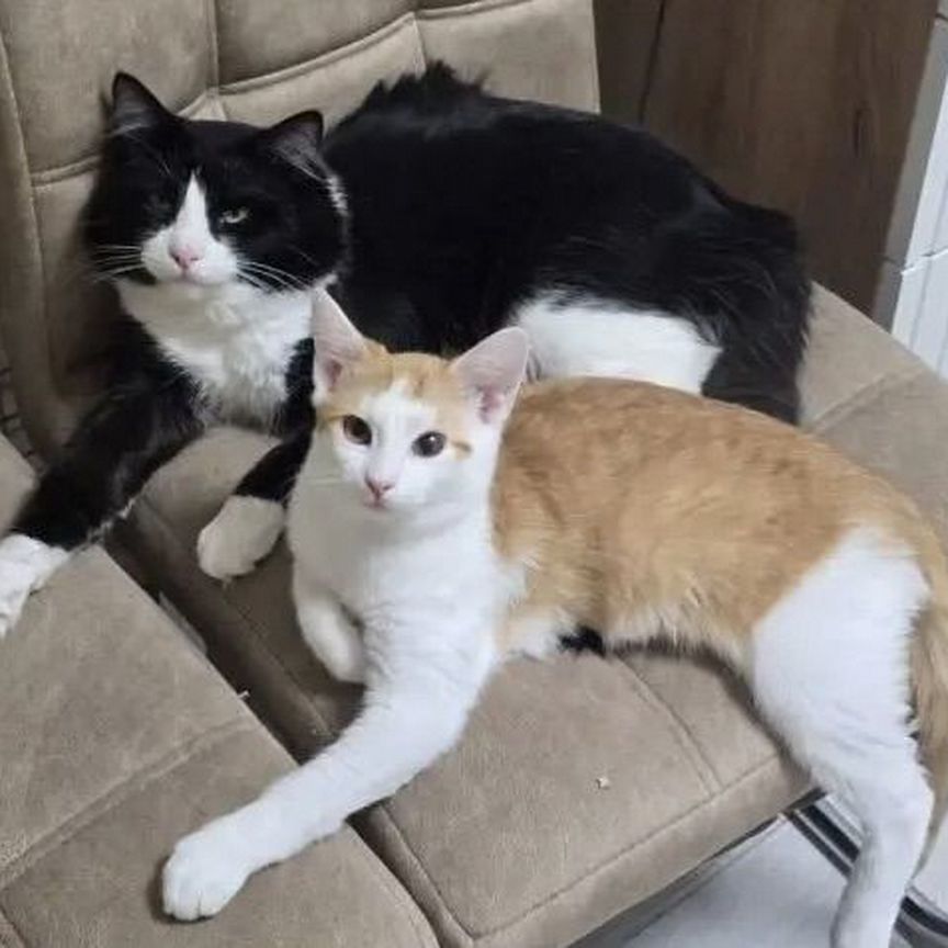 Взрослый кот в добрые руки