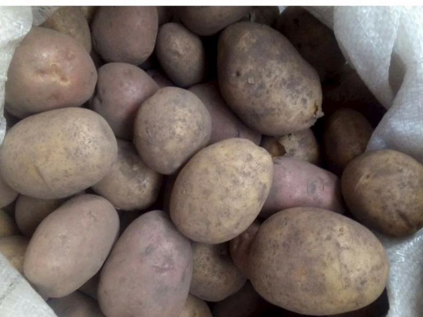 Картофель мороженный на корм скоту