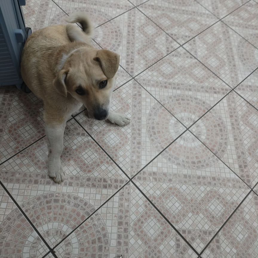 Взрослый пёс в добрые руки