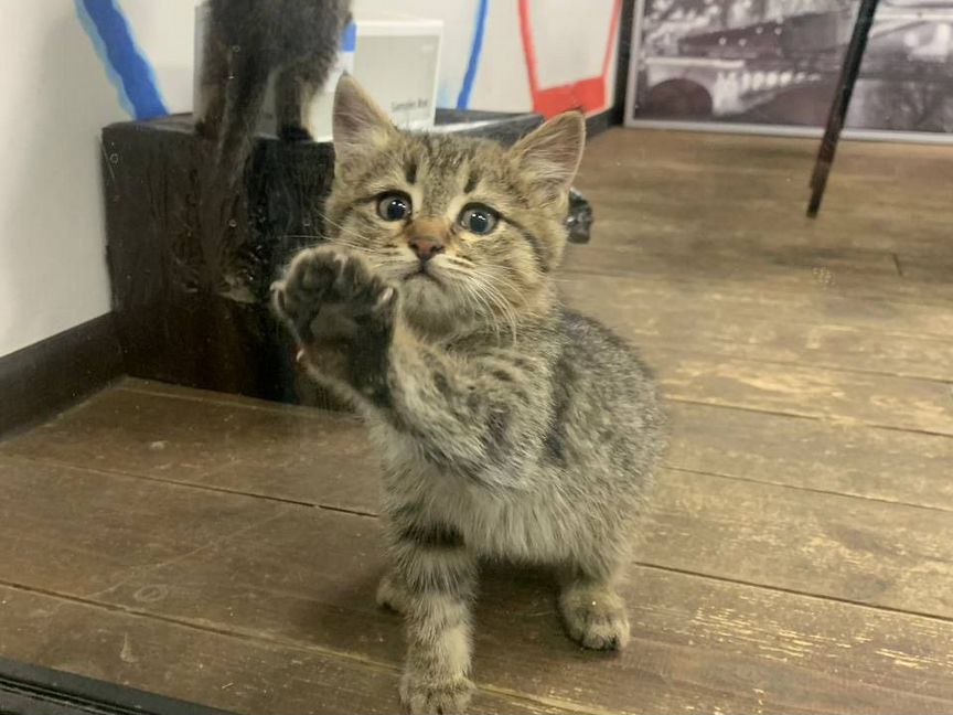 Милые котята ищут новый дом