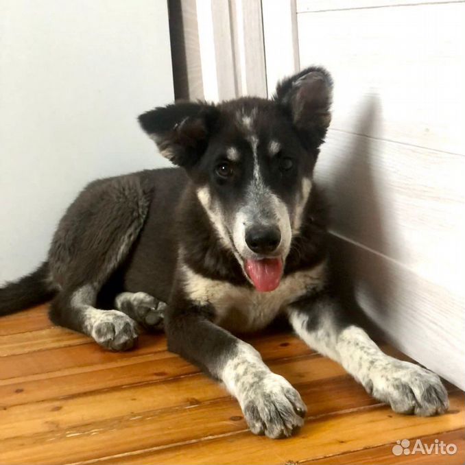 Щенок мальчик Барон 5 мес