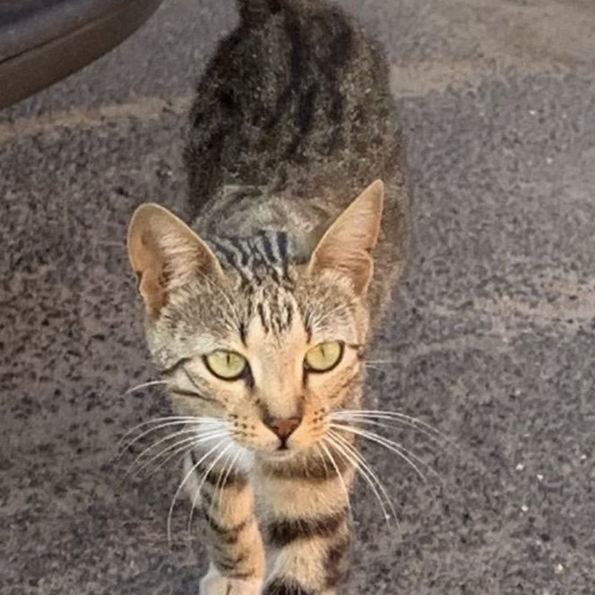 Кошка и котенок в добрые руки