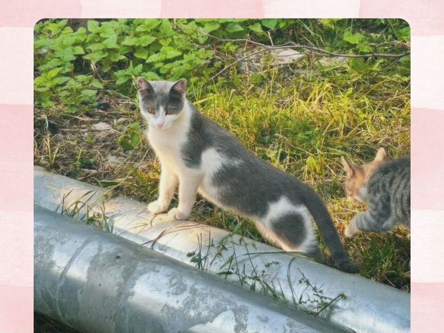 Кошкам нужен дом