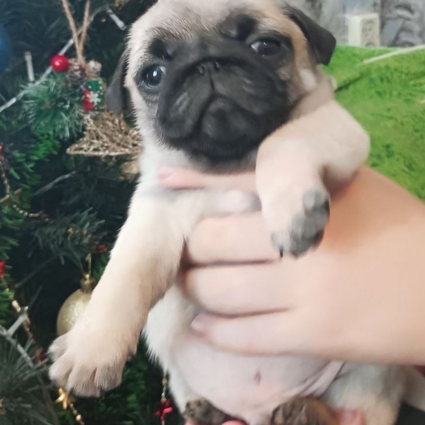 Мопс, щенок