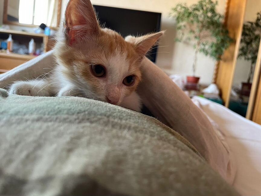 Котенок в добрые руки