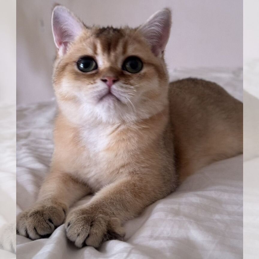 Британский короткошёрстный котёнок