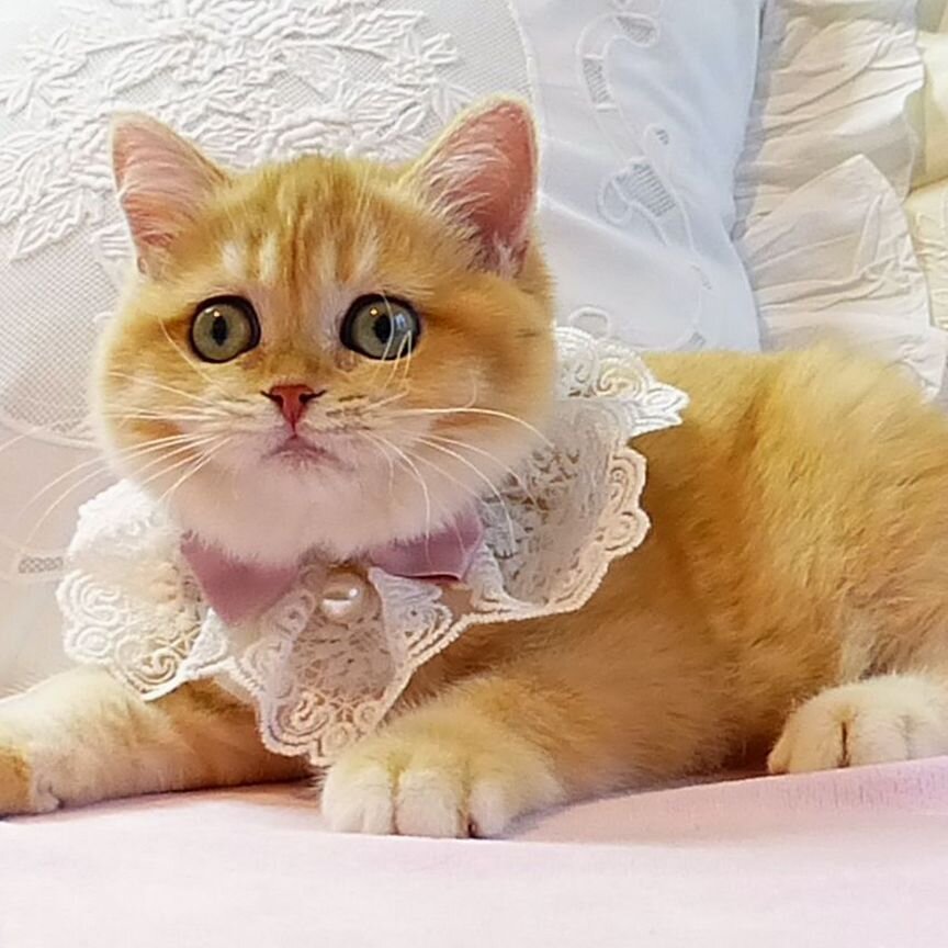 Британский короткошёрстный котёнок