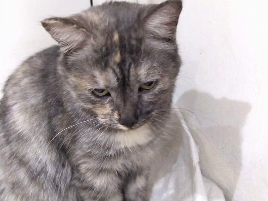 Европейская молодая кошечка