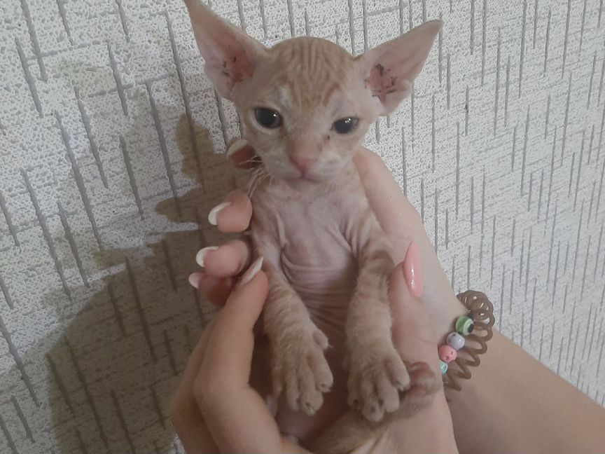 Донской сфинкс браш котята