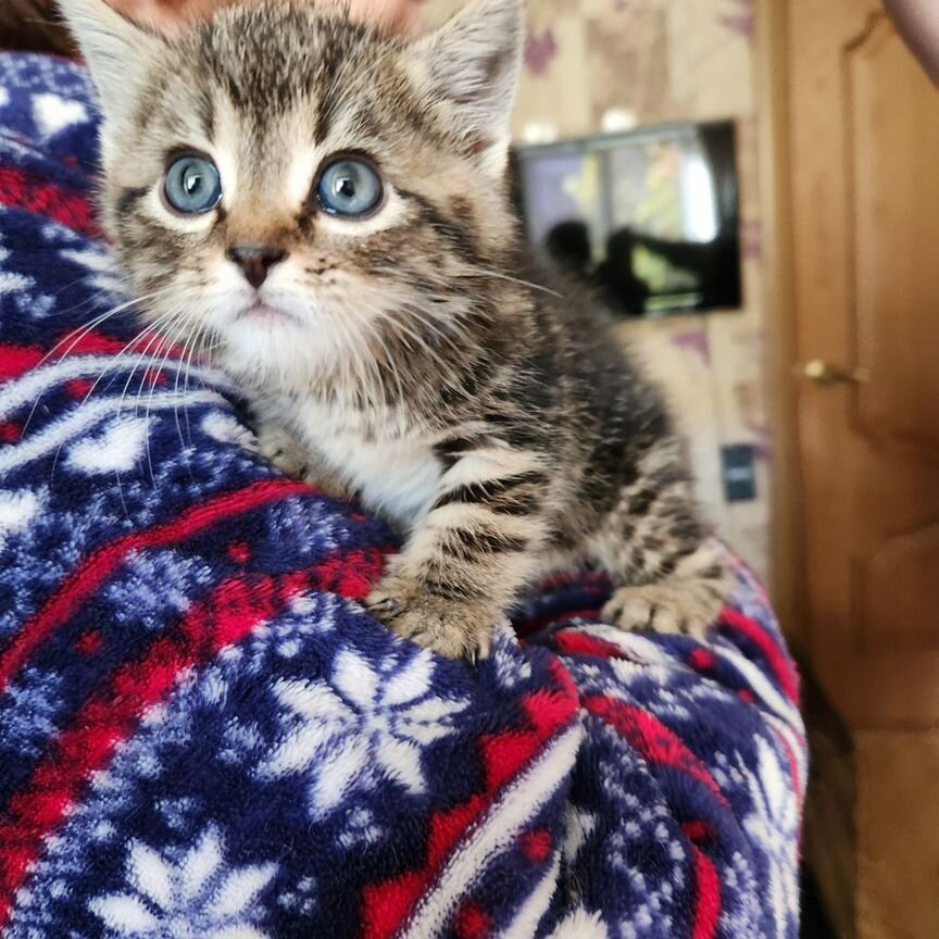 Котёнок в добрые руки