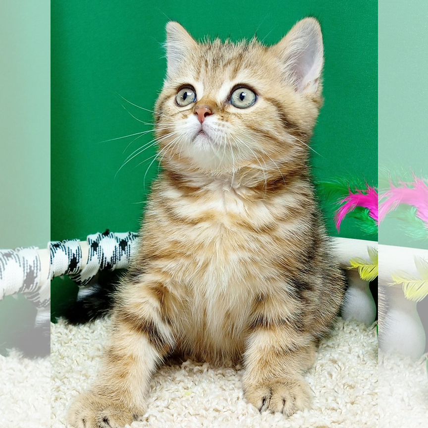 Шотландский прямоухий короткошёрстный котёнок