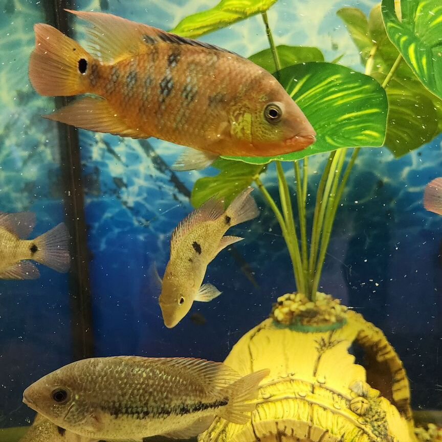 Цыхлазома Феста