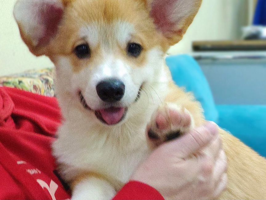 Милые щенки вельш корги пемброк