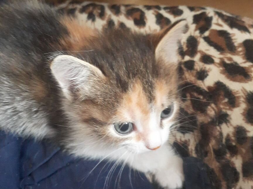 Котята в добрые руки бесплатно