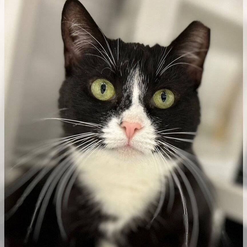 Европейская короткошёрстная кошка, взрослая