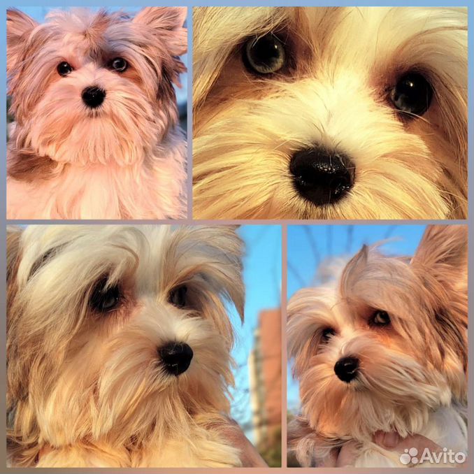 Голубоглазая девочка стандарт