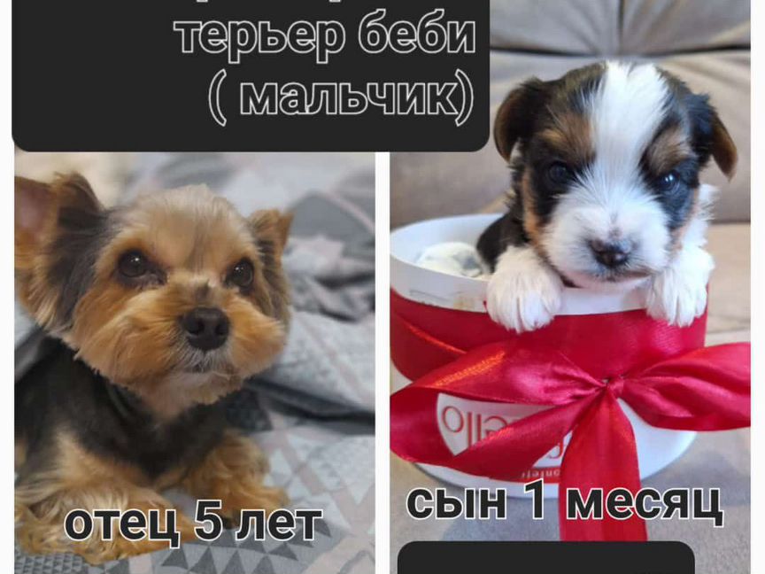 Йоркширский терьер бейби щенок