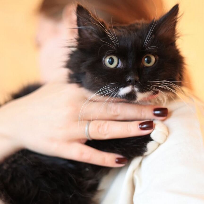 Котенок мальчик красивый